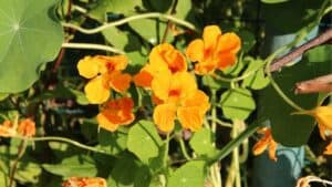 11 Edible Flowers That Are as Tasty as They Are Beautiful • Schisandra ...