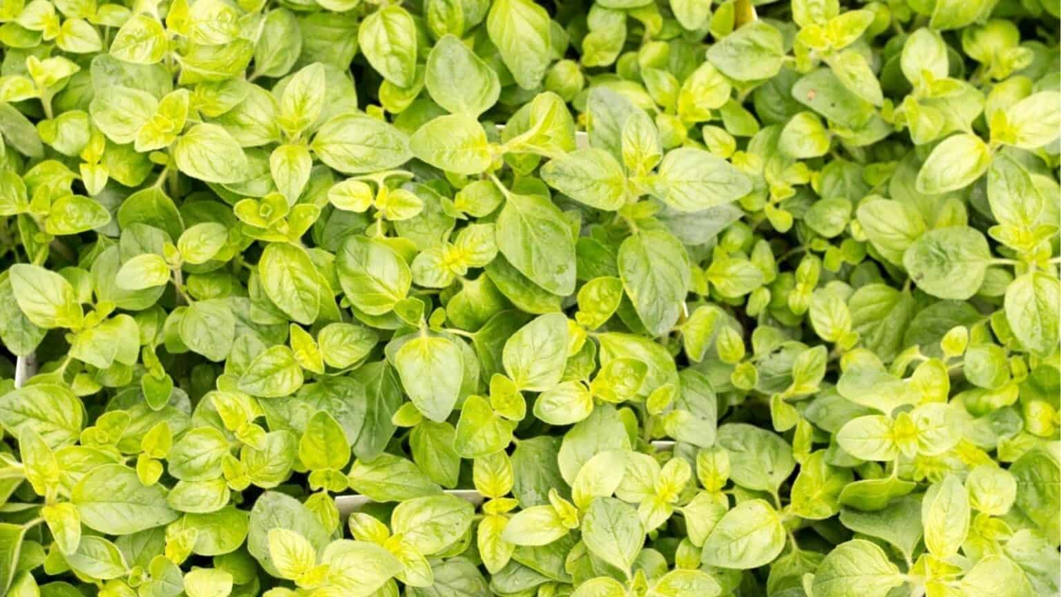 13 Edible Plants You Can Grow Without a Garden • Schisandra & Bergamot