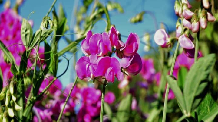 13 Flowering Vines That Add Instant Charm • Schisandra & Bergamot