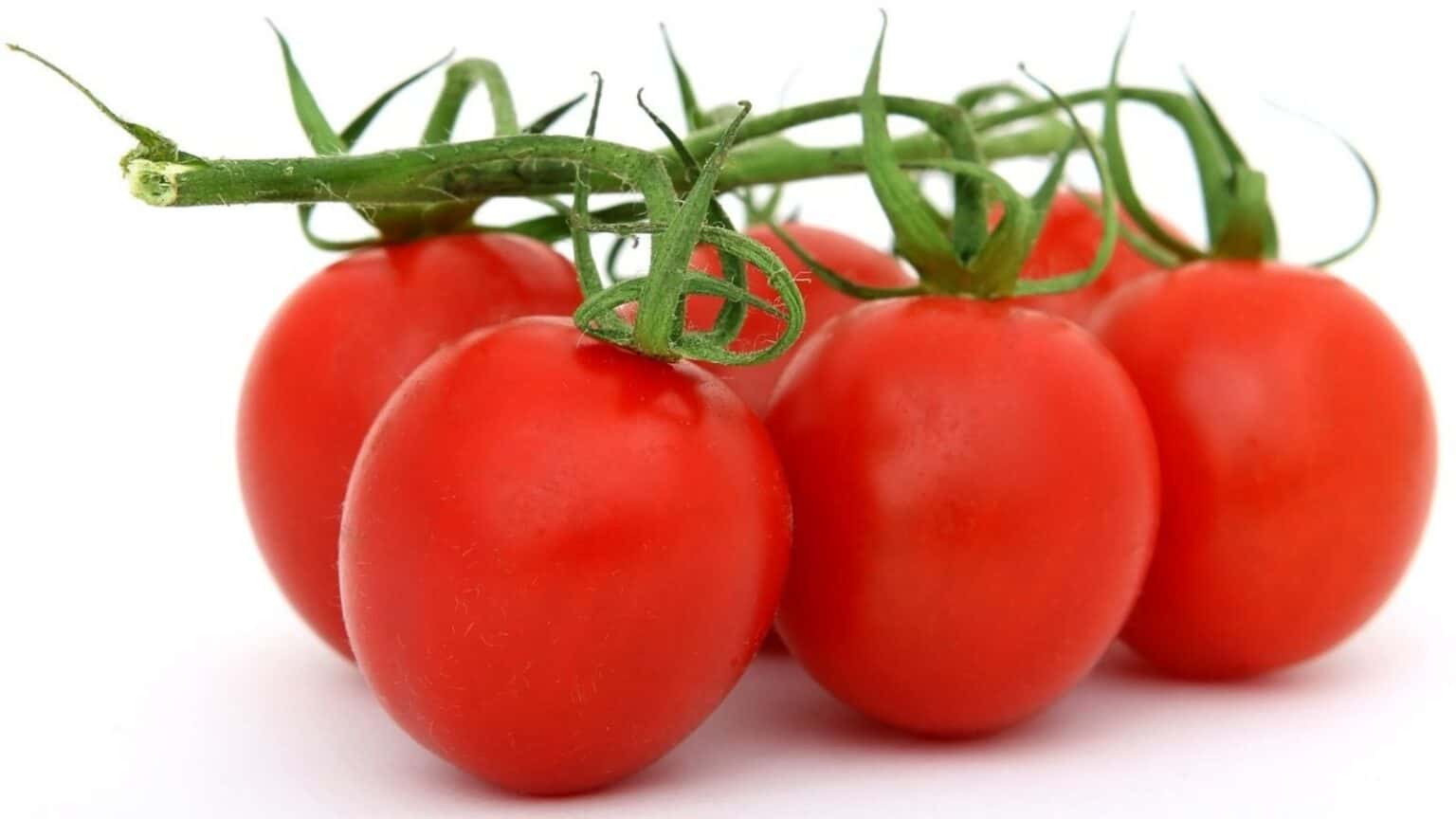 10 Easy Vegetables to Grow, Even for Beginners • Schisandra & Bergamot