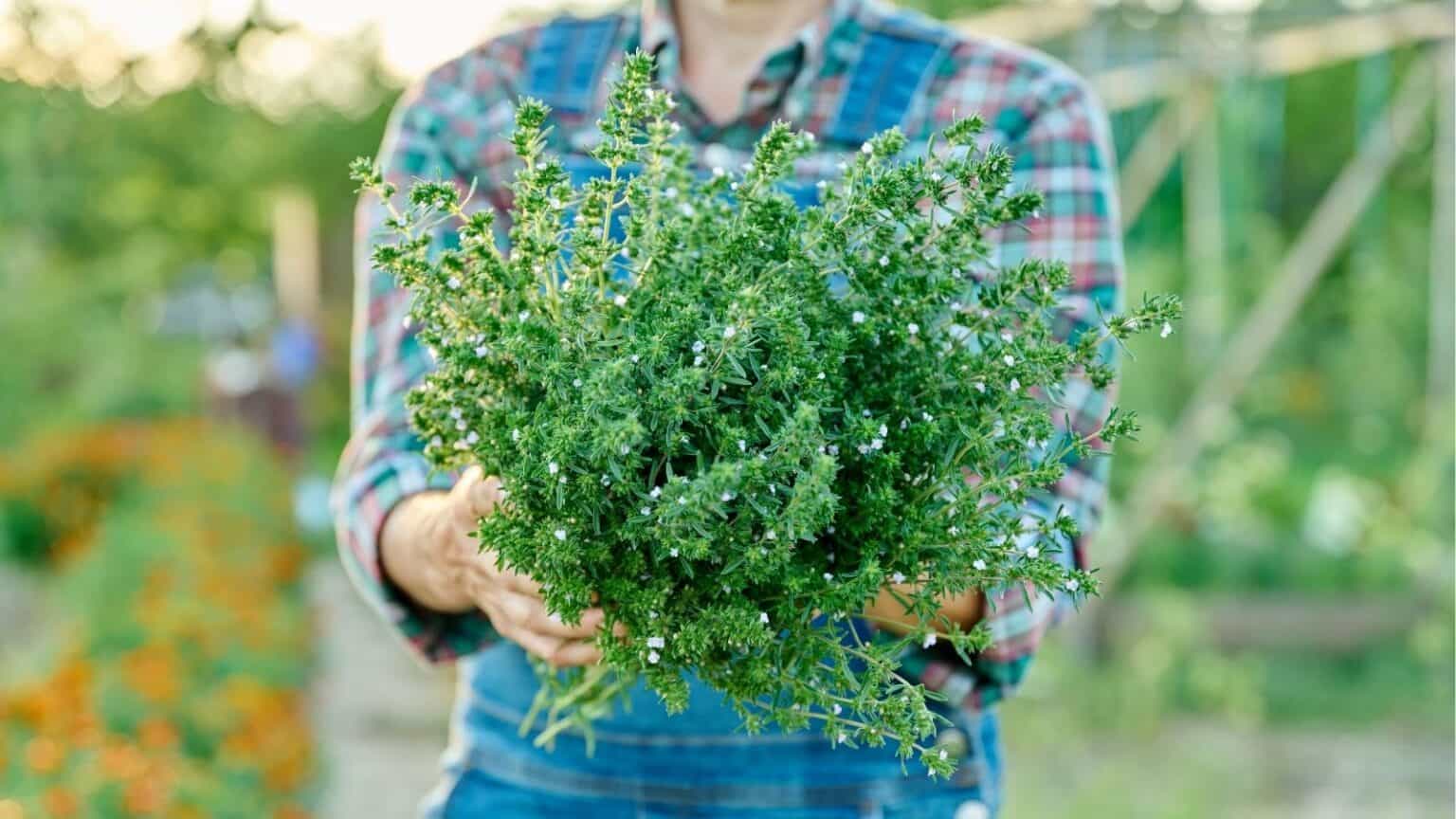15 Cold-Hardy Herbs That Thrive When It’s Freezing Outside • Schisandra ...