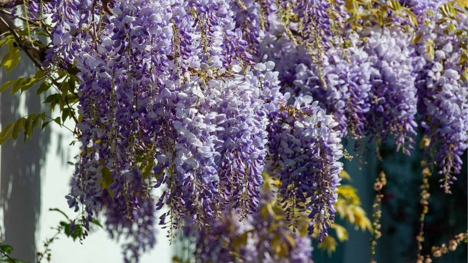 13 Flowering Vines That Add Instant Charm • Schisandra & Bergamot