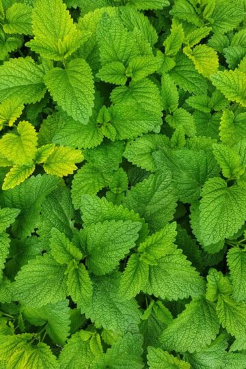 15 Mint Varieties You Need to Know (and How to Use Them)