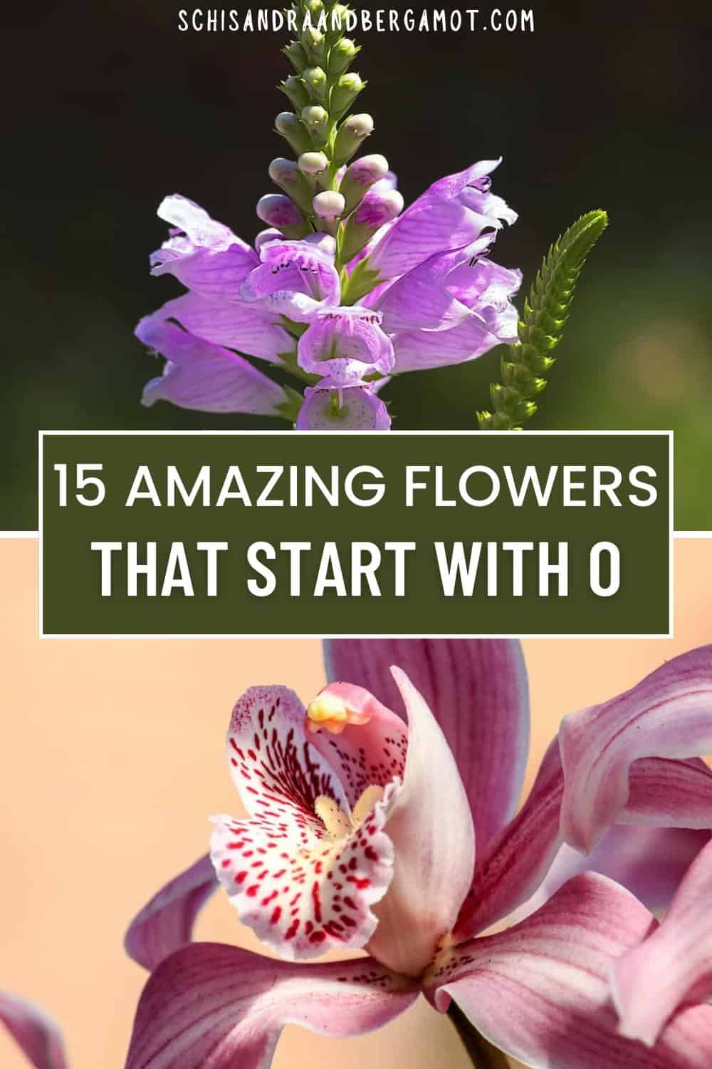 15 Amazing Flowers That Start With O - Schisandra and Bergamot