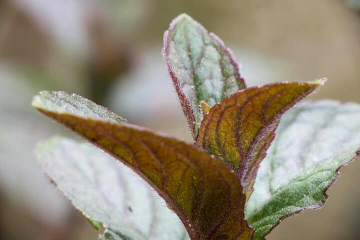 15 Mint Varieties You Need to Know (and How to Use Them)