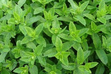 15 Mint Varieties You Need to Know (and How to Use Them)