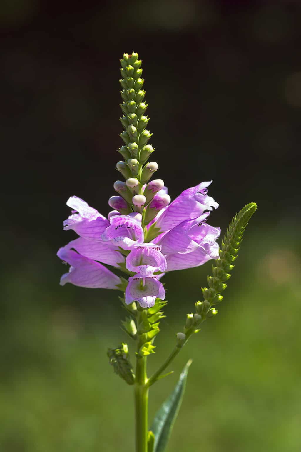 15 Amazing Flowers That Start With O - Schisandra and Bergamot