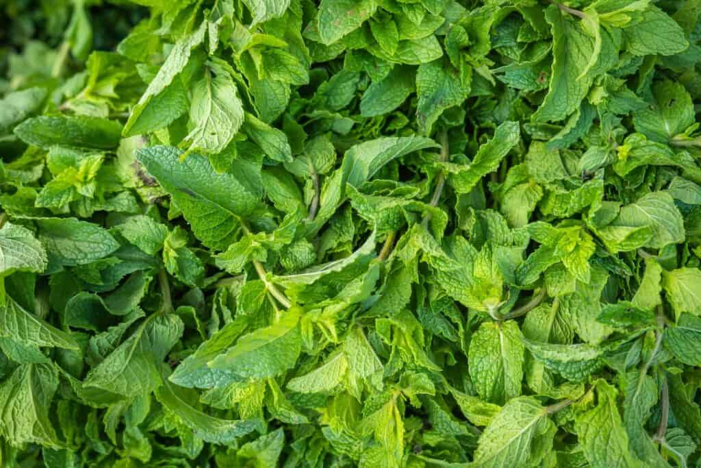 15 Mint Varieties You Need to Know (and How to Use Them)
