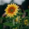 30 Sunflower Quotes That Capture Their Beauty and Symbolism