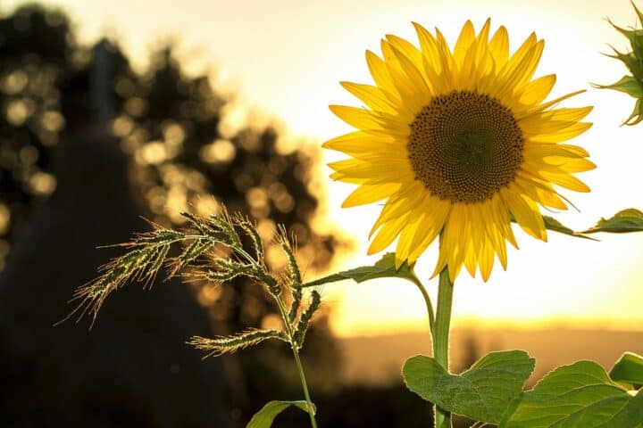 30 Sunflower Quotes That Capture Their Beauty and Symbolism