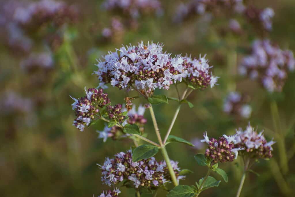 15 Amazing Flowers That Start With O - Schisandra and Bergamot