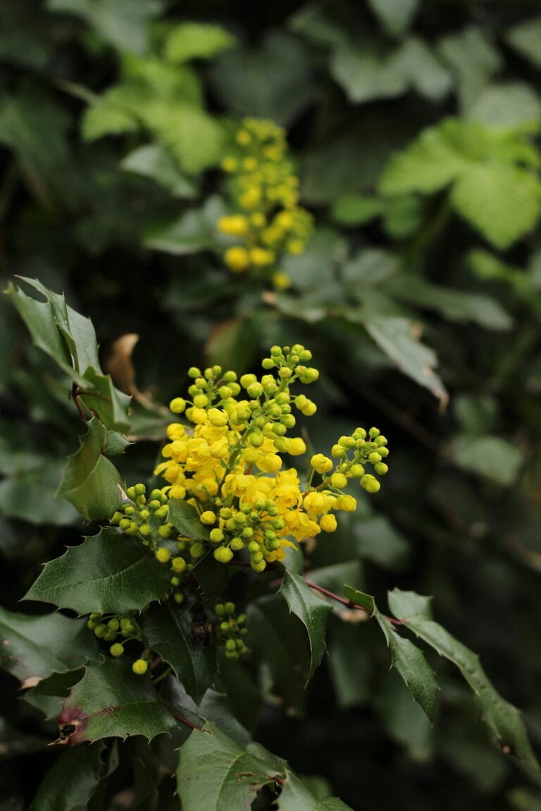 15 Amazing Flowers That Start With O - Schisandra and Bergamot