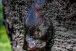 What Are Tree Resins? Uses, Rituals, and Resins to Try