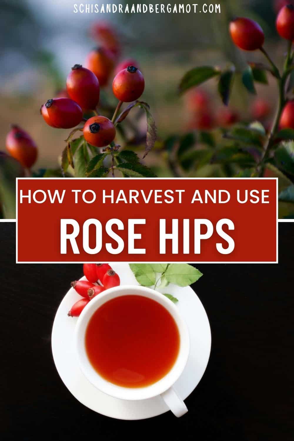 How to Harvest and Use Rose Hips - Schisandra and Bergamot
