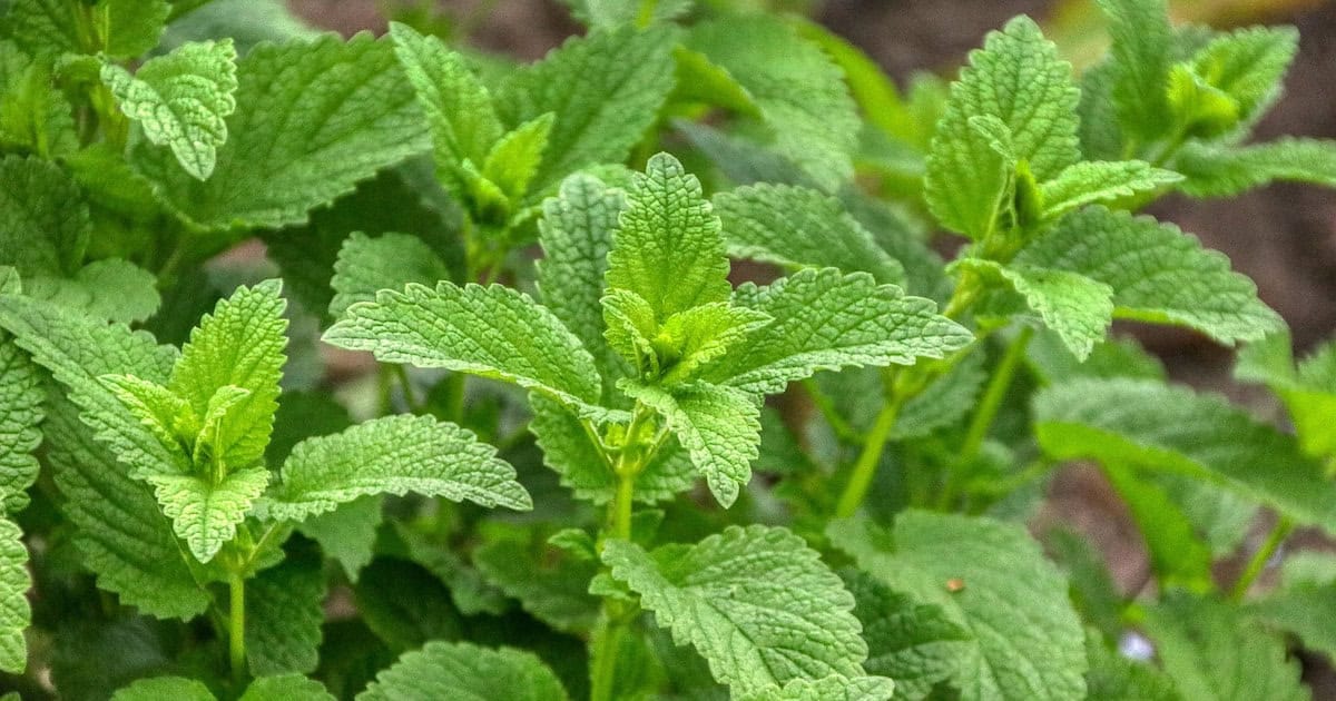 Best Lemon Balm Companion Plants to Keep Your Garden Thriving