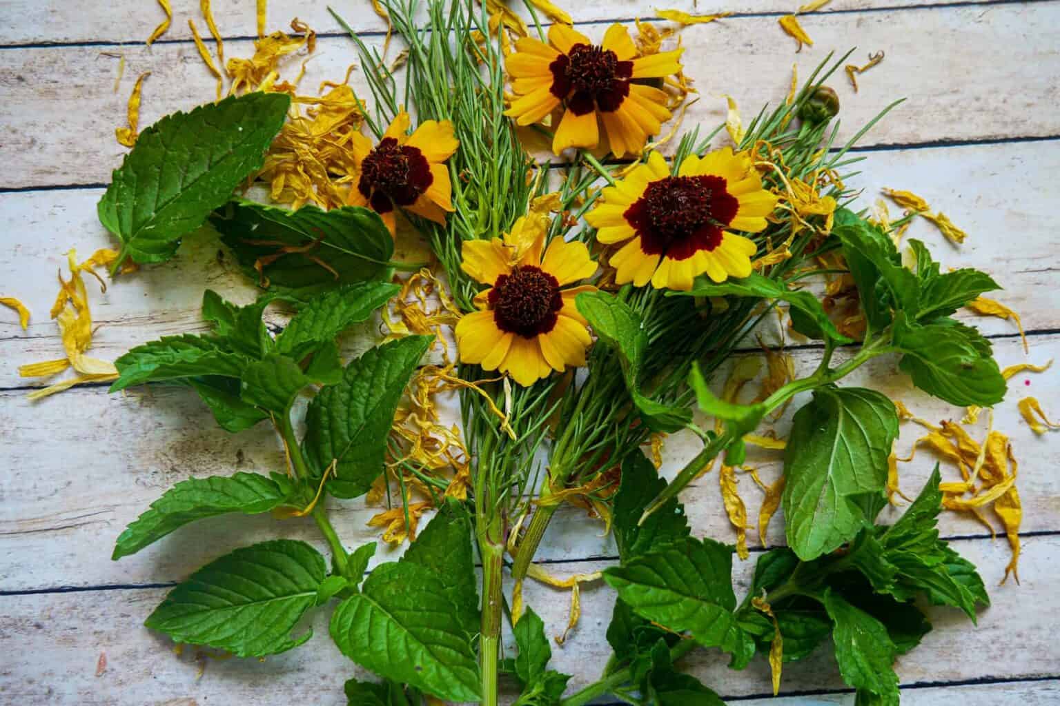 15 Mint Varieties You Need to Know (and How to Use Them)