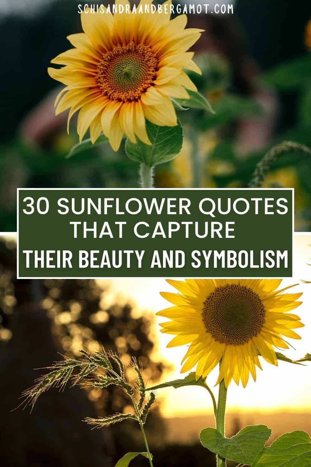 30 Sunflower Quotes That Capture Their Beauty and Symbolism