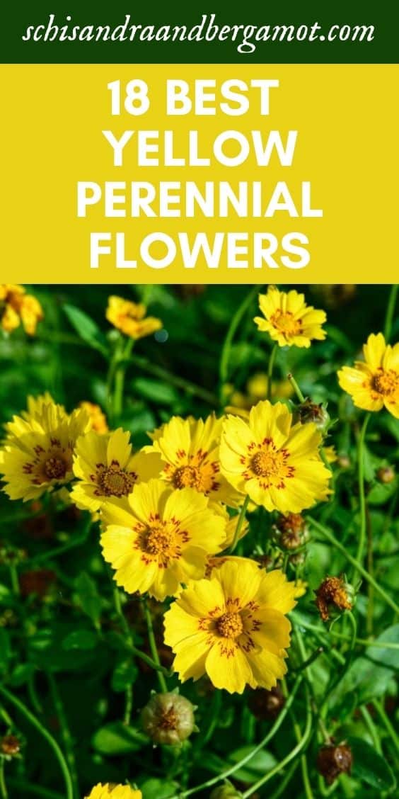 18 Best Yellow Perennial Flowers to Plant in Your Garden