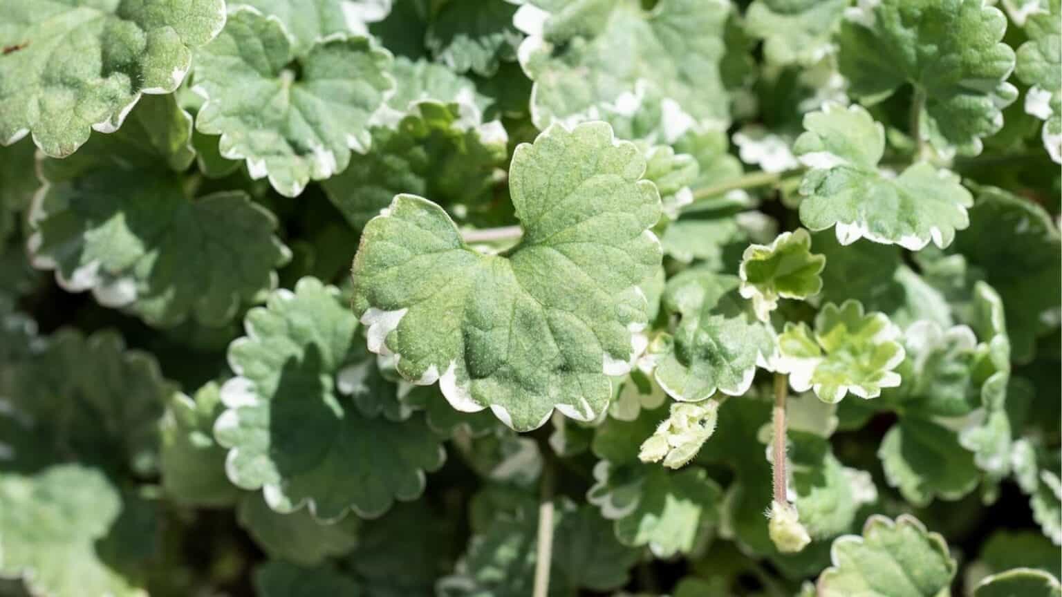 11 Medicinal Weeds You Might Be Pulling Out • Schisandra & Bergamot