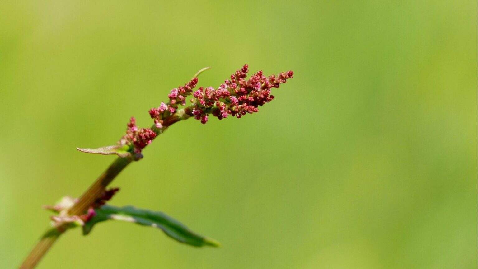 These 10 Plants Grow Wild—and Belong in Your Pantry • Schisandra & Bergamot