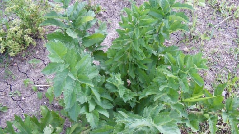 Which Herbs Thrive in Shade? These 11 Will Surprise You • Schisandra ...