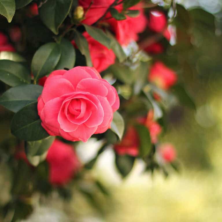 16 Beautiful Flowers That Look Like Roses