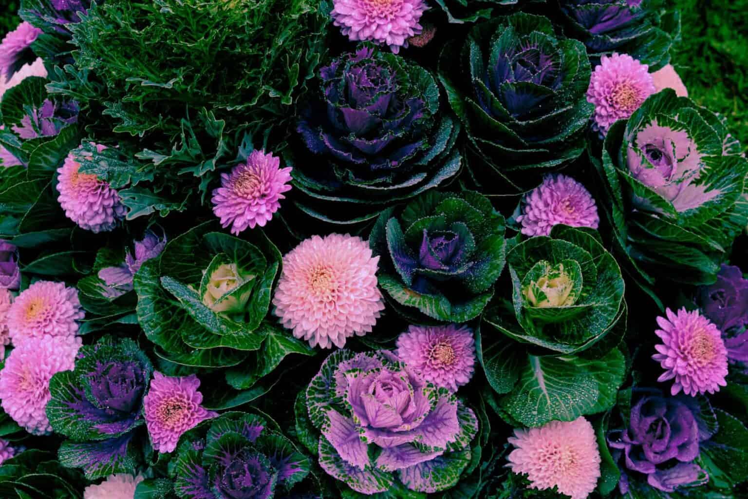 16 Beautiful Flowers That Look Like Roses