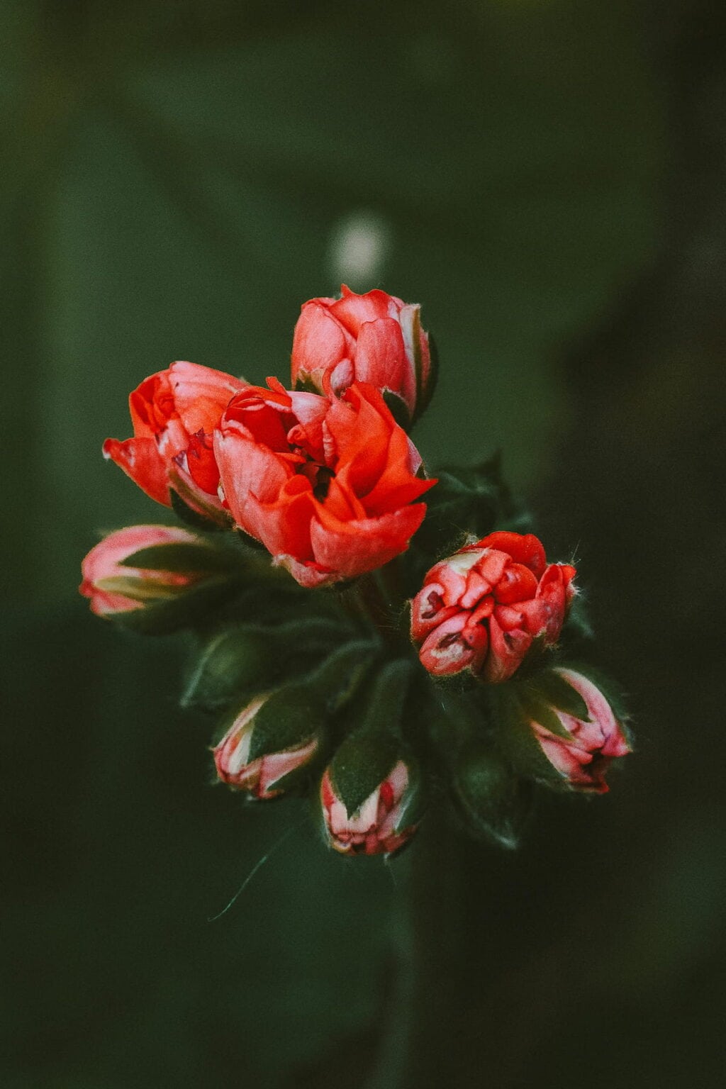 16 Beautiful Flowers That Look Like Roses