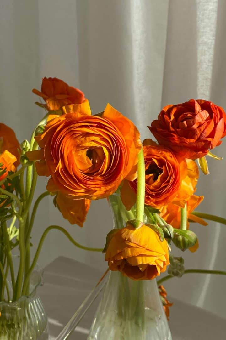 16 Beautiful Flowers That Look Like Roses