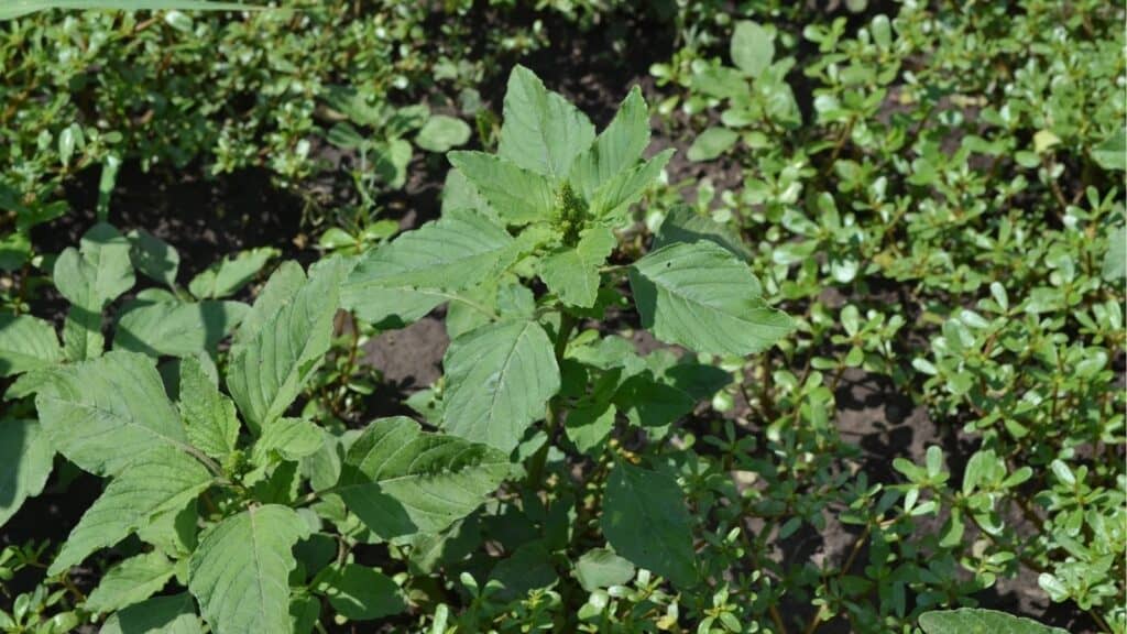 These 10 Plants Grow Wild—and Belong in Your Pantry • Schisandra & Bergamot