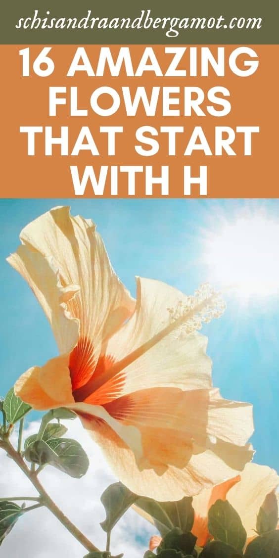 16 Amazing Flowers That Start With H
