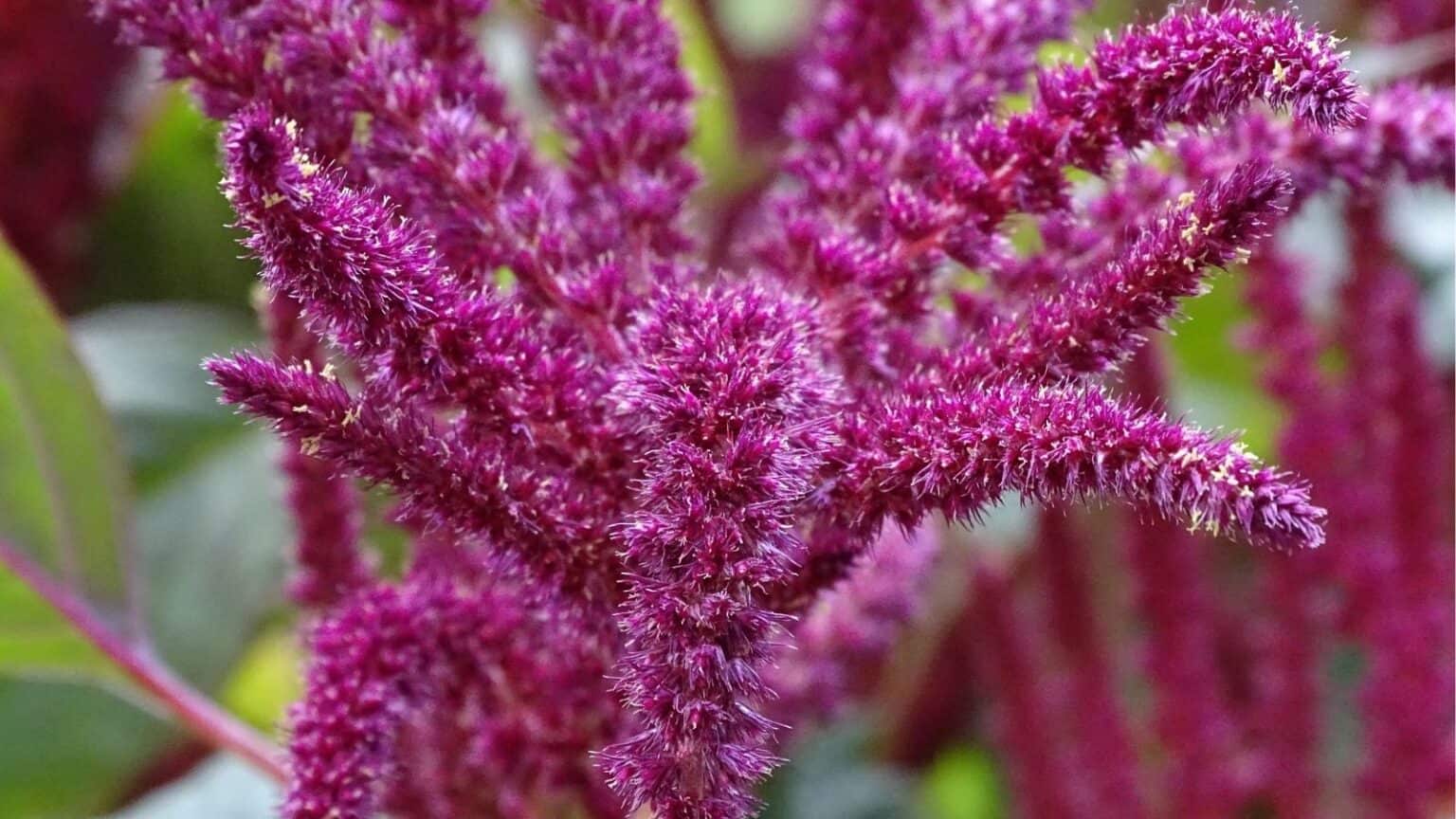 The Most Dramatic Flowers You Can Grow at Home • Schisandra & Bergamot