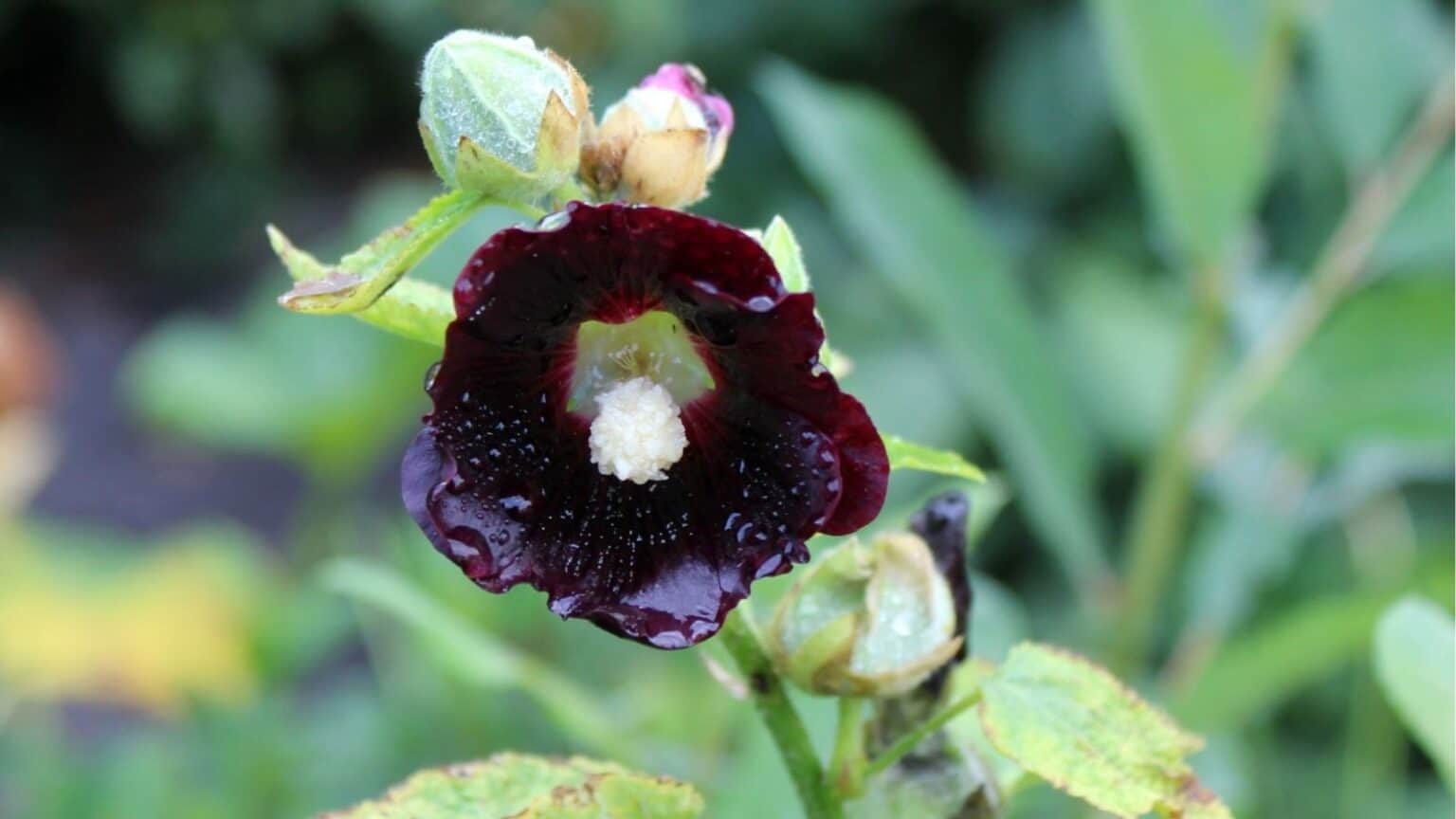 The Most Dramatic Flowers You Can Grow at Home • Schisandra & Bergamot