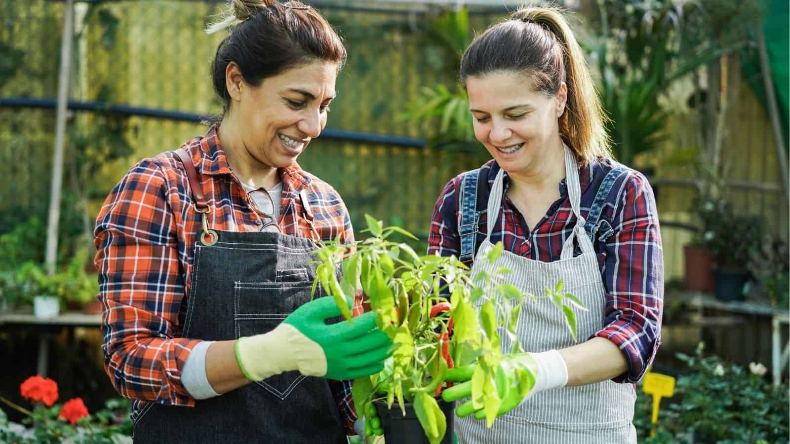 Plant These 12 Varieties Once, Then Enjoy Them for Years • Schisandra ...