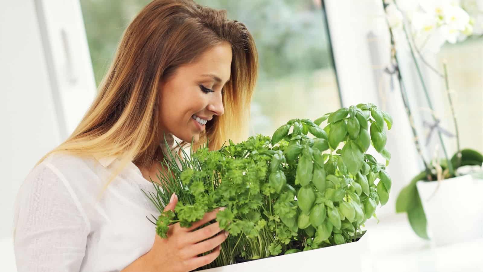 12 No-Fuss Herbs You Can Grow in Any Sunny Spot • Schisandra & Bergamot
