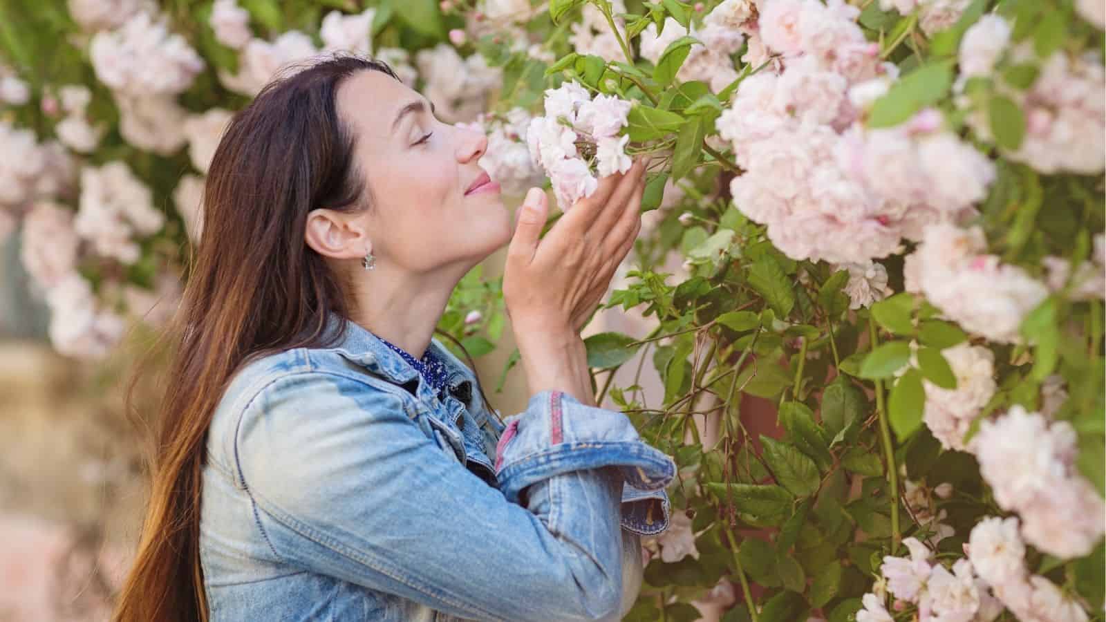 12 Scented Plants That Make Your Whole Yard Smell Divine • Schisandra ...