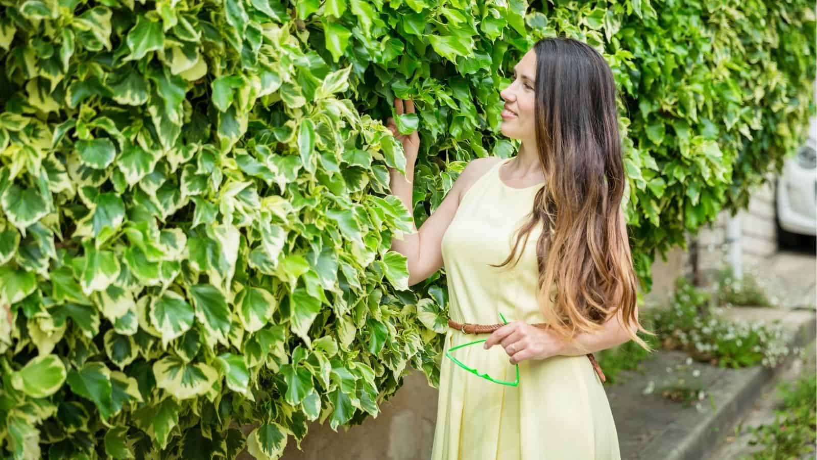 13 Gorgeous Vines That Transform Fences and Walls • Schisandra & Bergamot