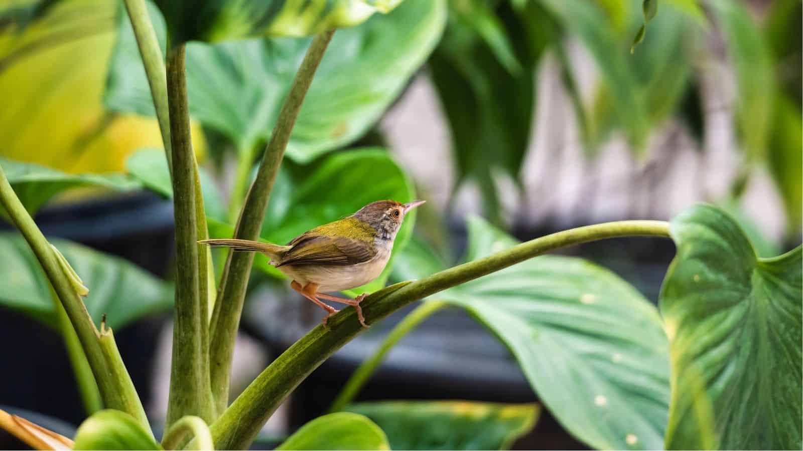 Want More Birds in Your Yard? These 11 Plants Will Bring Them ...