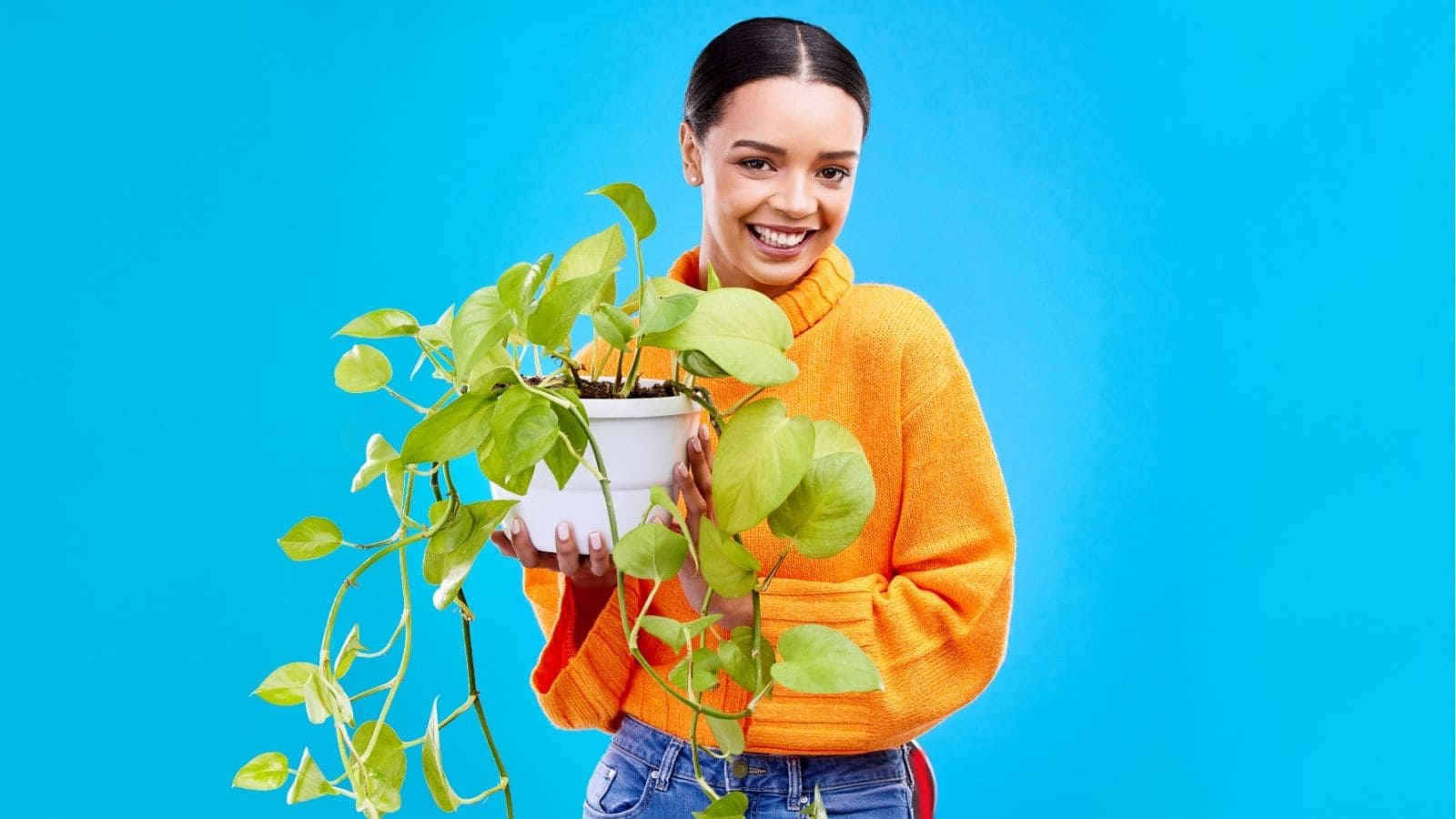 12 Gorgeous Plants That Multiply Without Any Effort • Schisandra & Bergamot