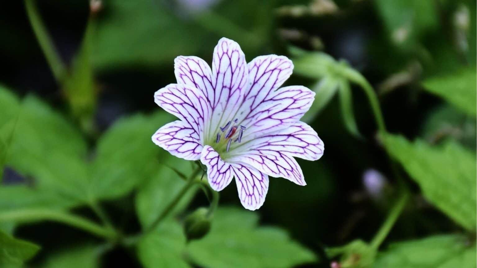 13 Perennials That Multiply Like Crazy And How To Use Them