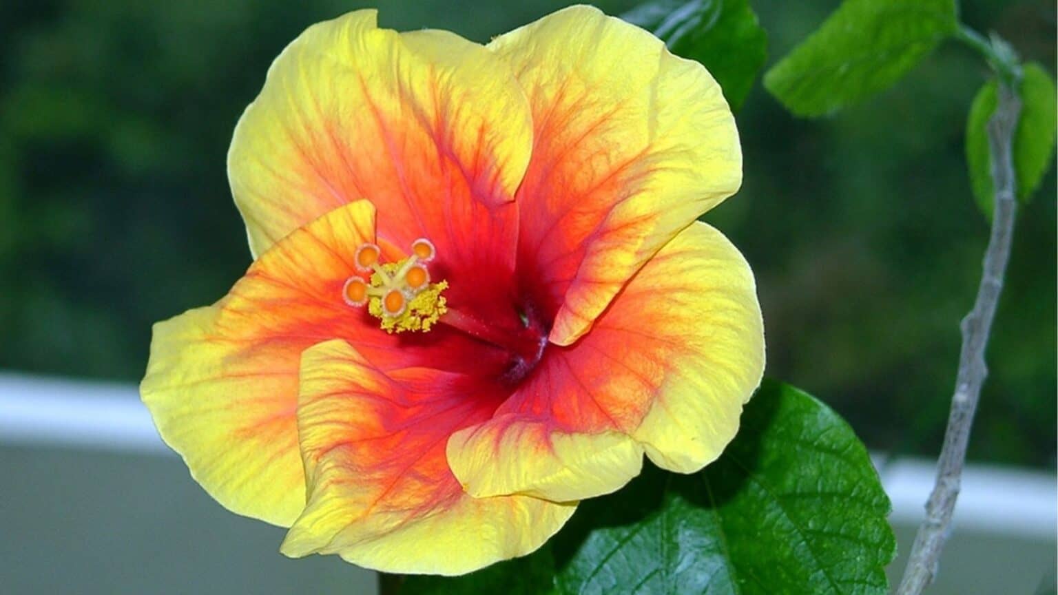 11 Edible Flowers That Are as Tasty as They Are Beautiful • Schisandra ...