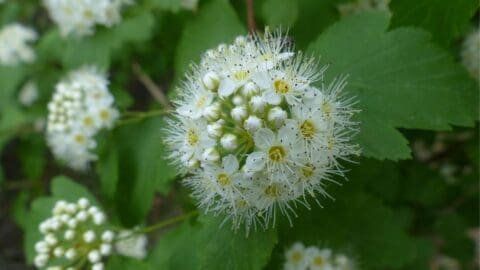 10 Shrubs That Look Fancy But Are Super Low-Maintenance • Schisandra ...