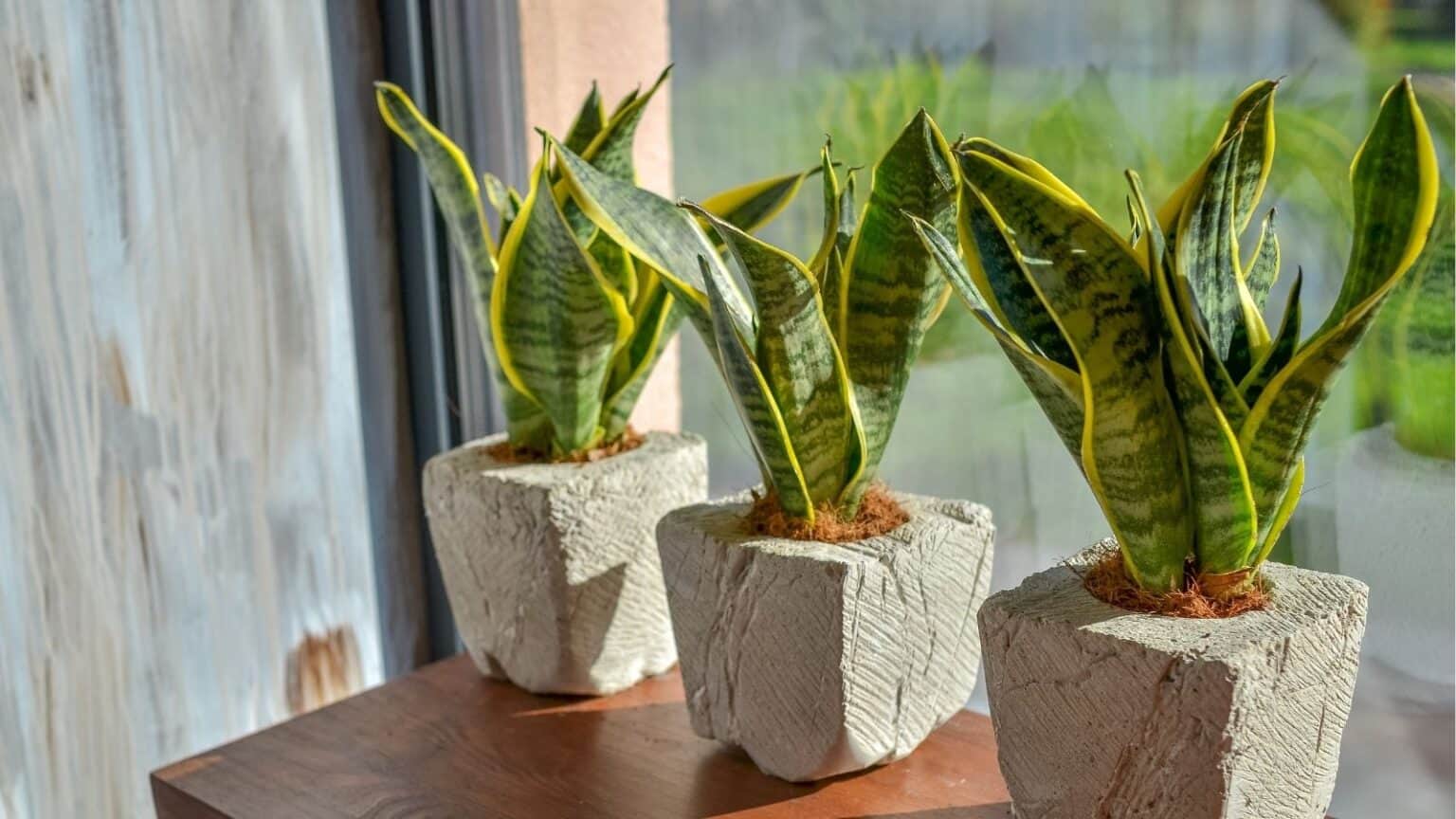 These 11 Spiky Beauties Are Low-Maintenance Showstoppers • Schisandra ...