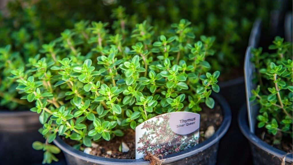 15 Cold-Hardy Herbs That Thrive When It’s Freezing Outside • Schisandra ...