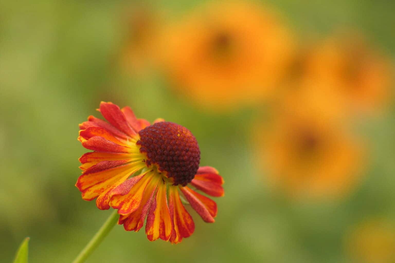 16 Amazing Flowers That Start With H