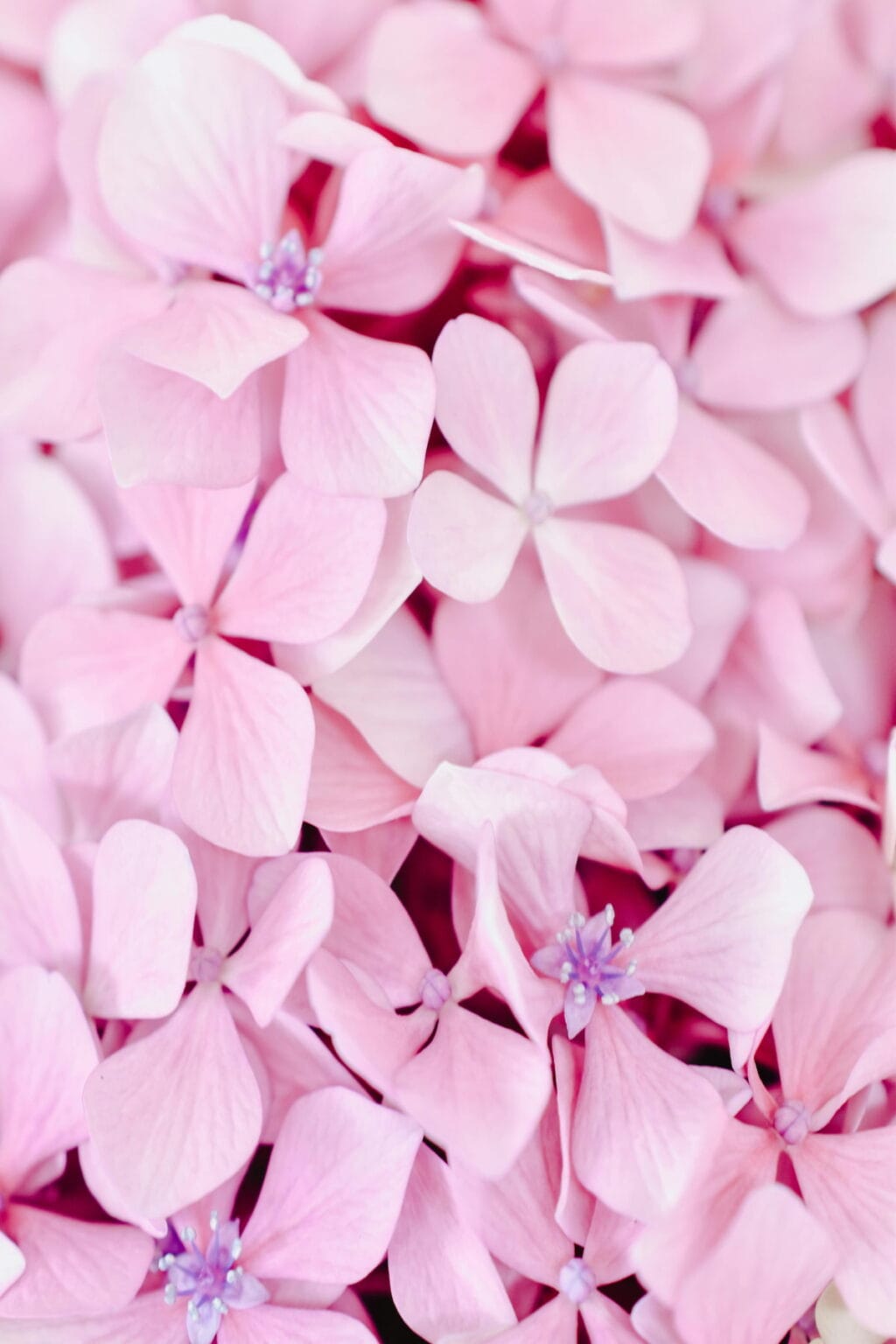 16 Amazing Flowers That Start With H