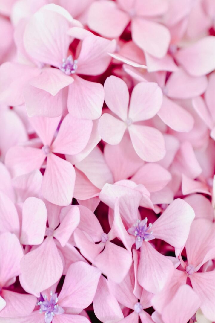 16 Amazing Flowers That Start With H