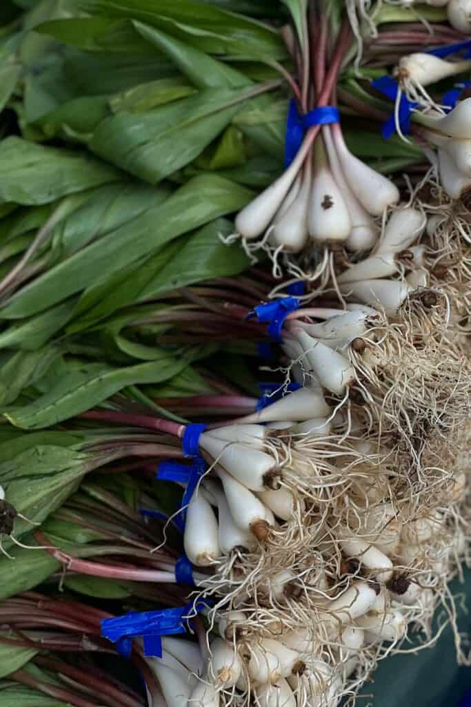 Foraging for Ramps (Wild Leeks)