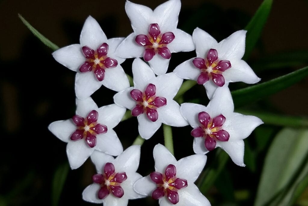 16 Amazing Flowers That Start With H