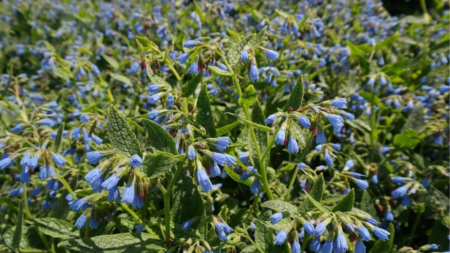 9 Brilliant Ways to Use Comfrey in Your Garden • Schisandra & Bergamot